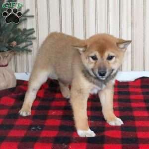Shiba Inu Puppies For Sale | Greenfield Puppies