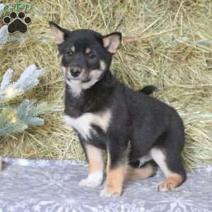 Daniel King - Greenfield Puppies