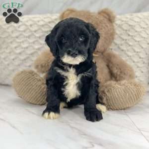 Aden Yoder - Greenfield Puppies