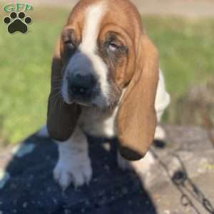 Basset Hound Puppies For Sale | Greenfield Puppies