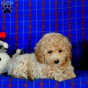 Bich-poo Puppies For Sale | Greenfield Puppies