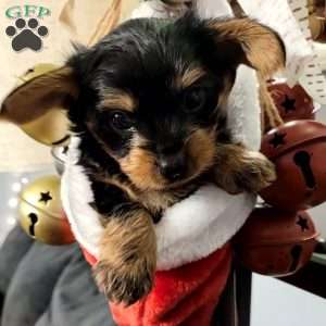 Dorkie Puppies For Sale | Greenfield Puppies