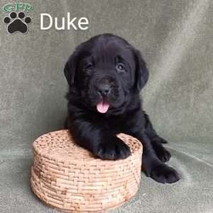 Black Labrador Retriever Puppies For Sale - Greenfield Puppies