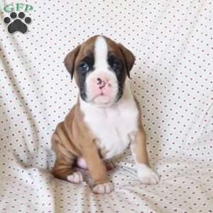 Boxer Puppies For Sale - Greenfield Puppies