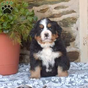 Aaron Zook - Greenfield Puppies