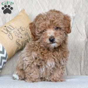Havapoo Puppies For Sale | Greenfield Puppies