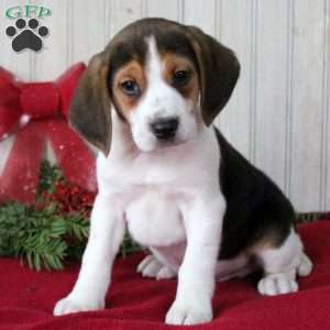 Beagle Puppies For Sale | Greenfield Puppies