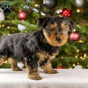 Yorkie-Poo Puppies For Sale | Greenfield Puppies