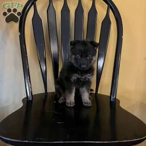 Larry Hare - Greenfield Puppies