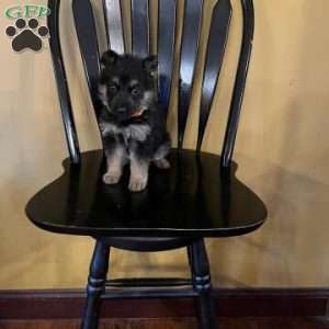 Larry Hare - Greenfield Puppies