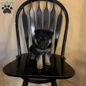 Larry Hare - Greenfield Puppies