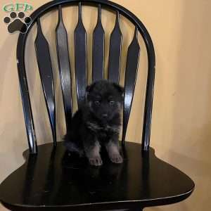 Larry Hare - Greenfield Puppies