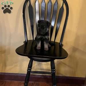 Larry Hare - Greenfield Puppies