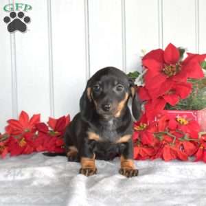 Dachshund Puppies For Sale | Greenfield Puppies