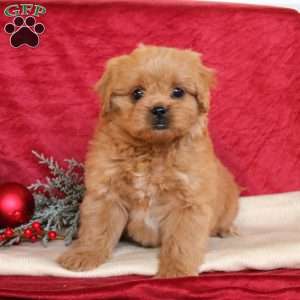 Peekapoo Puppies for Sale | Greenfield Puppies