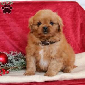 Peekapoo Puppies for Sale | Greenfield Puppies