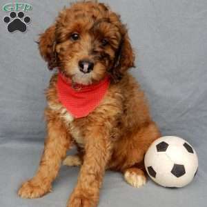 Miniature Aussiedoodle Puppies For Sale | Greenfield Puppies