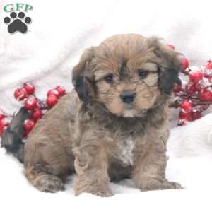 Cavachon Puppies For Sale | Greenfield Puppies