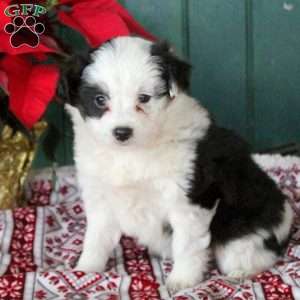 Sheltidoodle Puppies For Sale | Greenfield Puppies