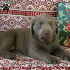 Silver Labrador Retriever Puppies For Sale - Greenfield Puppies