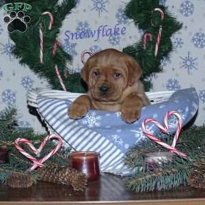 Fox Red Labrador Retriever Puppies for Sale | Greenfield Puppies