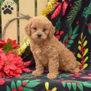 Cockapoo Puppies for Sale | Greenfield Puppies
