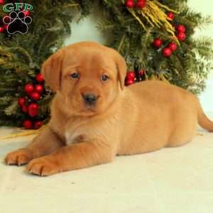 Fox Red Labrador Retriever Puppies for Sale | Greenfield Puppies