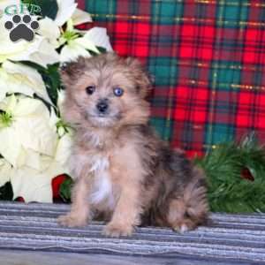 Pomapoo Puppies For Sale | Greenfield Puppies