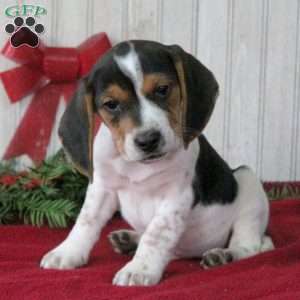 Beagle Puppies For Sale | Greenfield Puppies