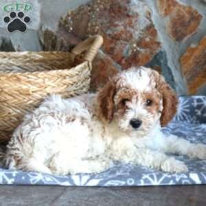 Aaron Glick - Greenfield Puppies