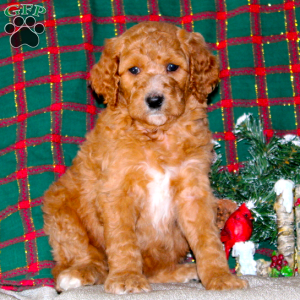 Standard Poodle Puppies for Sale | Greenfield Puppies