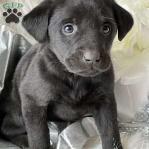 Noah Fisher - Greenfield Puppies