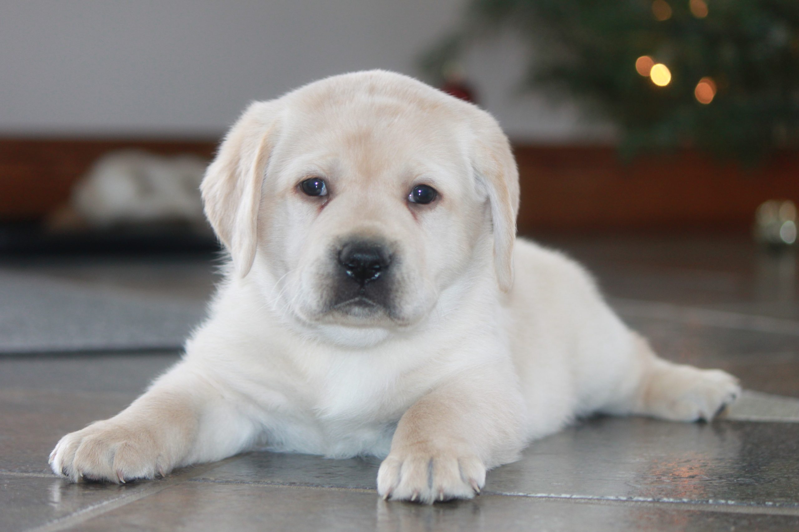 Laketrail Labradors - Greenfield Puppies