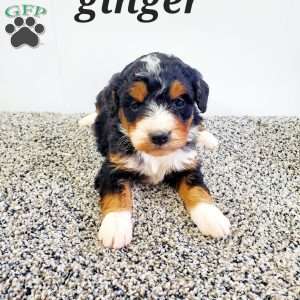 Bernedoodle Puppies For Sale - Greenfield Puppies