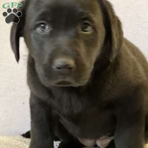 Black Labrador Retriever Puppies For Sale - Greenfield Puppies