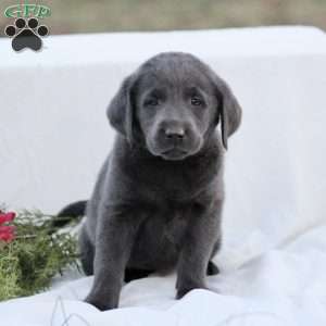 Charcoal Labrador Retriever Puppies for Sale | Greenfield Puppies