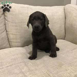 Charcoal Labrador Retriever Puppies for Sale | Greenfield Puppies