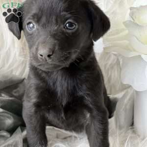 Black Labrador Retriever Puppies For Sale - Greenfield Puppies