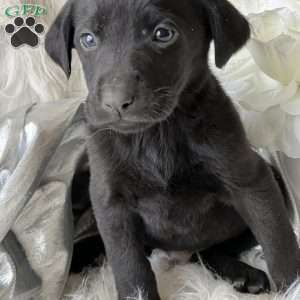 Black Labrador Retriever Puppies For Sale - Greenfield Puppies
