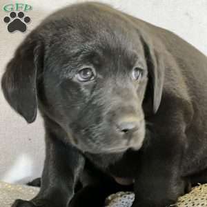 Black Labrador Retriever Puppies For Sale - Greenfield Puppies