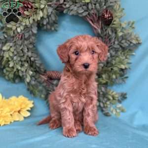 Ben Smucker - Greenfield Puppies