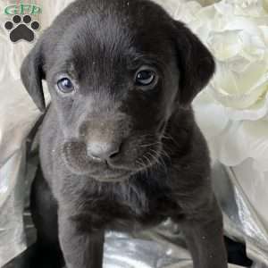 Black Labrador Retriever Puppies For Sale - Greenfield Puppies