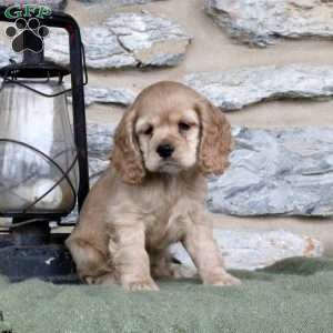 Cocker Spaniel Puppies For Sale | Greenfield Puppies