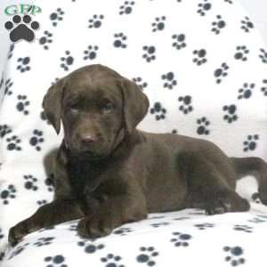 Chocolate Labrador Retriever Puppies For Sale - Greenfield Puppies