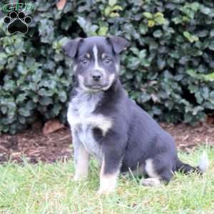 Blue Heeler Mix Puppies For Sale | Greenfield Puppies
