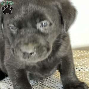 Black Labrador Retriever Puppies For Sale | Greenfield Puppies