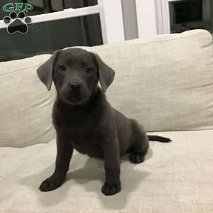 Charcoal Labrador Retriever Puppies for Sale | Greenfield Puppies