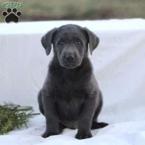 Elizabeth Beiler - Greenfield Puppies