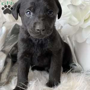 Noah Fisher - Greenfield Puppies