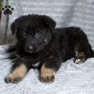 Abner King - Greenfield Puppies